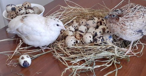 Thëllëzat i ndryshuan jetën, historia e fermerit beratas që u kurua me ...