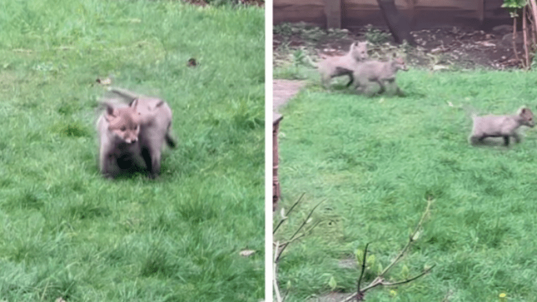 Gruaja pa nga dritarja dhe vuri re dhelpra të vogla duke luajtur në ...